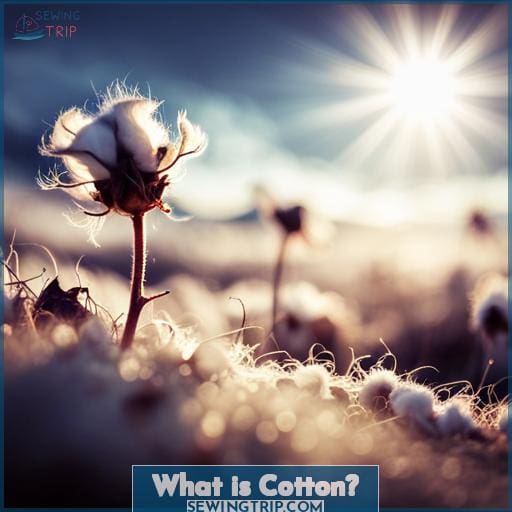 Cotton vs Wool: Which Natural Fiber is Warmer and More Durable?