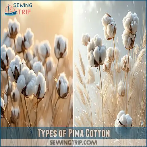 What is Pima Cotton? The Luxury Fabric That's Worth Every Penny (2024)